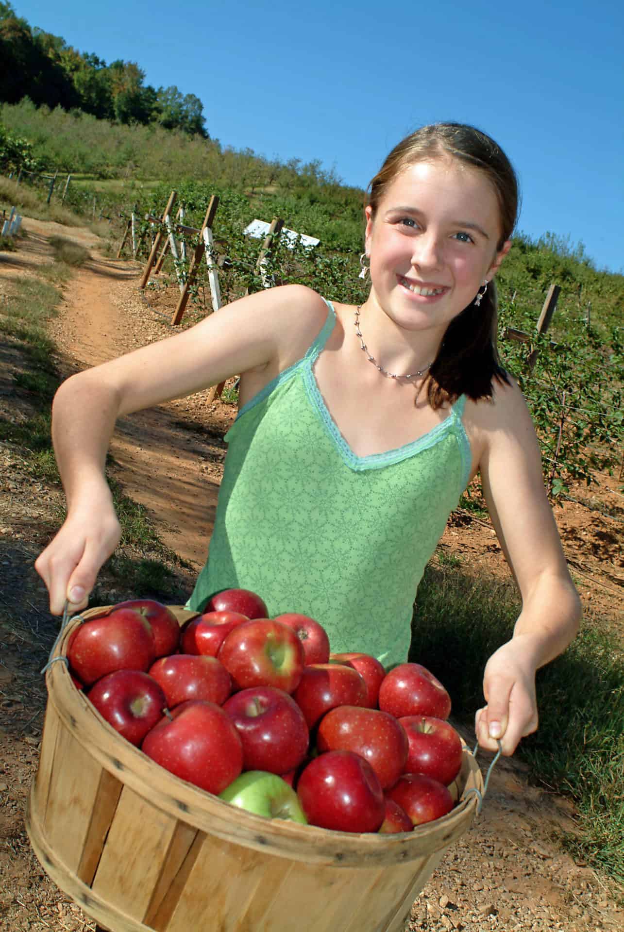 Where to find Apples - Upcountry South Carolina