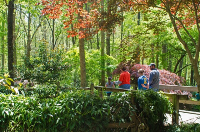 Flower Finders - Best Places to View Blooms in the Spring | Upcountry ...