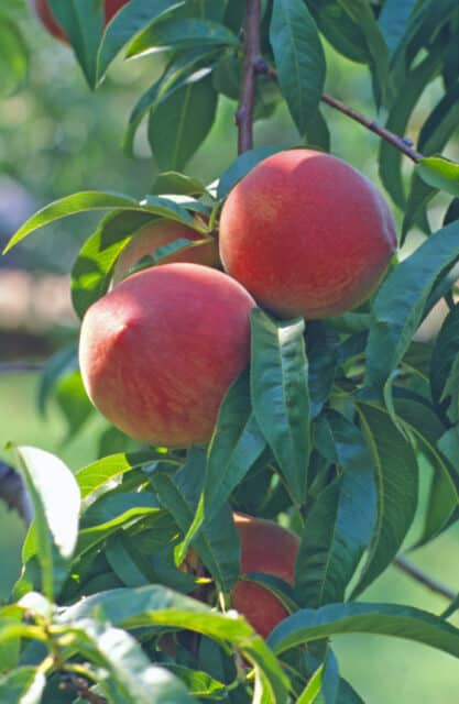 Where to find Peaches in the Upcountry - Upcountry South Carolina