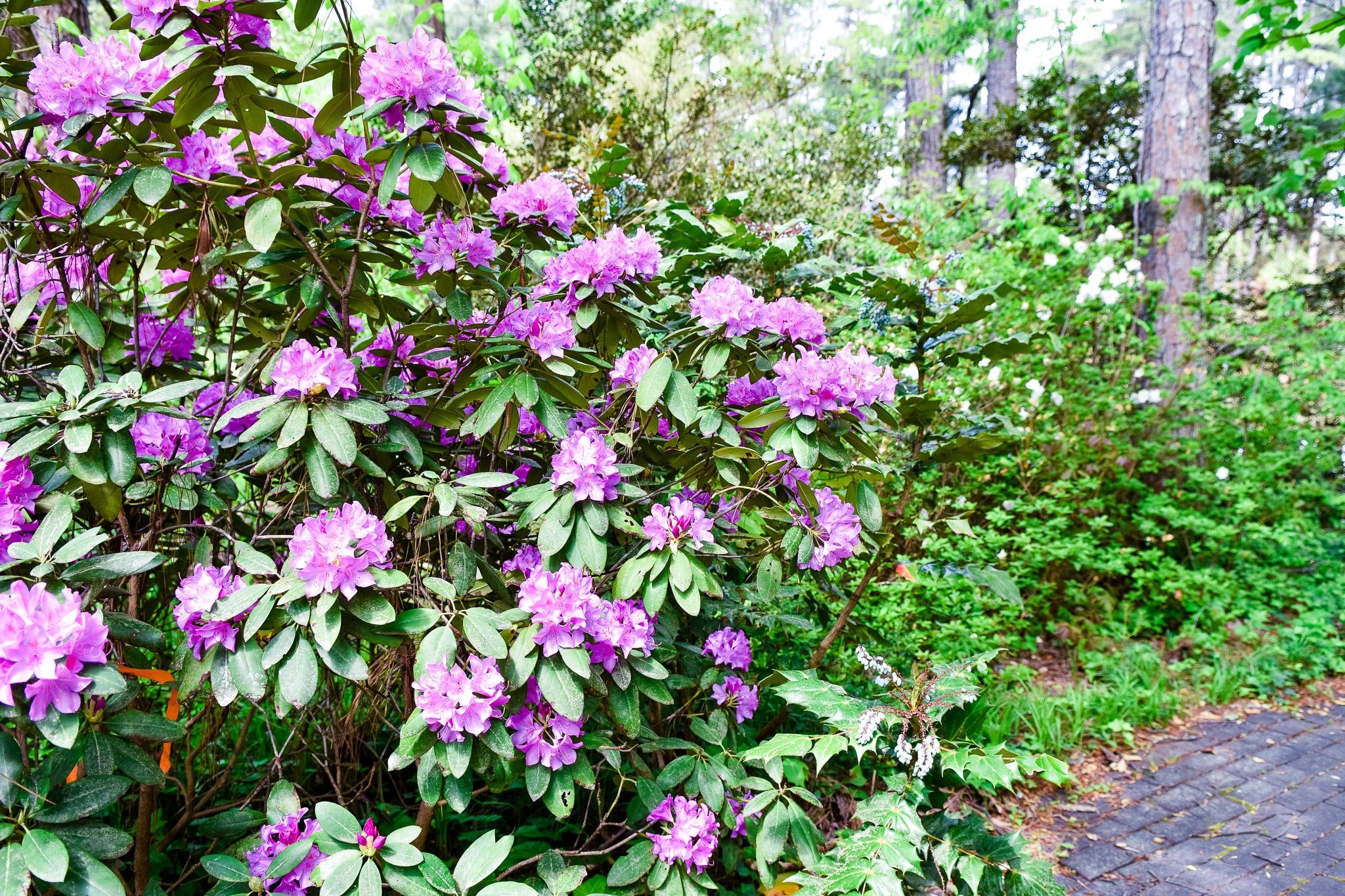 Flower Finders - Best Places to View Blooms in the Spring | Upcountry ...