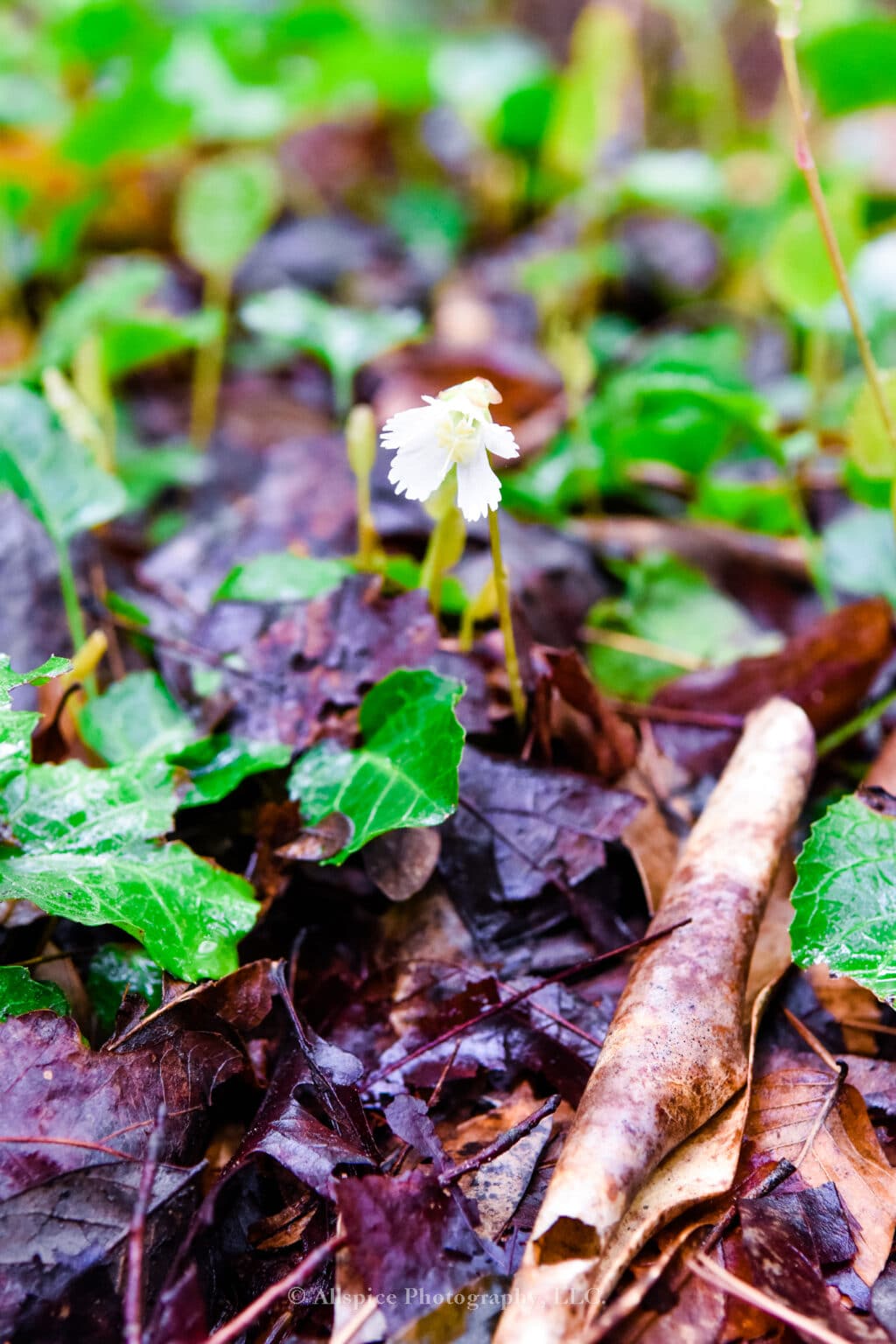 Flower Finders - Best Places to View Blooms in the Spring | Upcountry ...