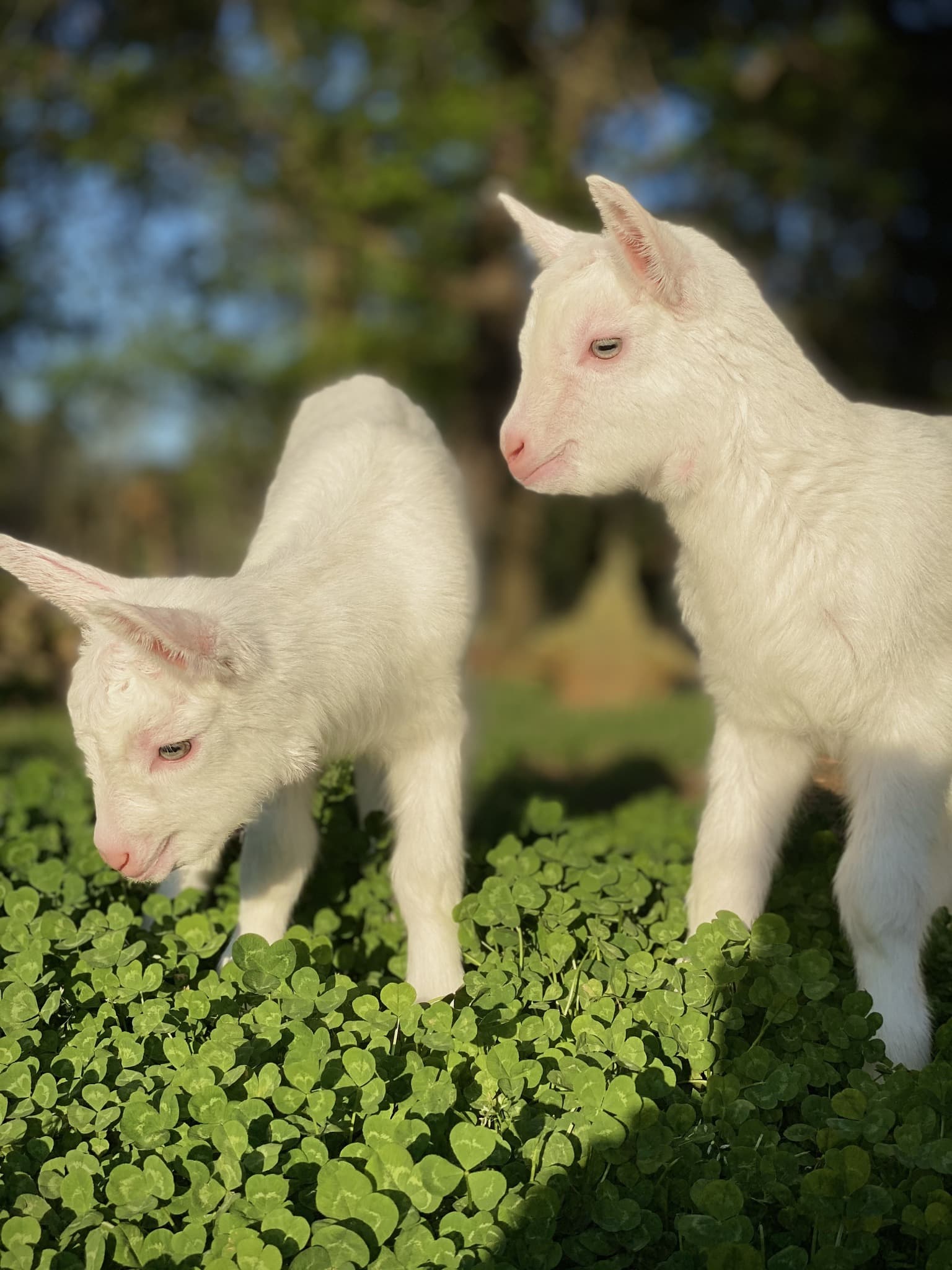 Spring Means Babies Festival - Upcountry South Carolina